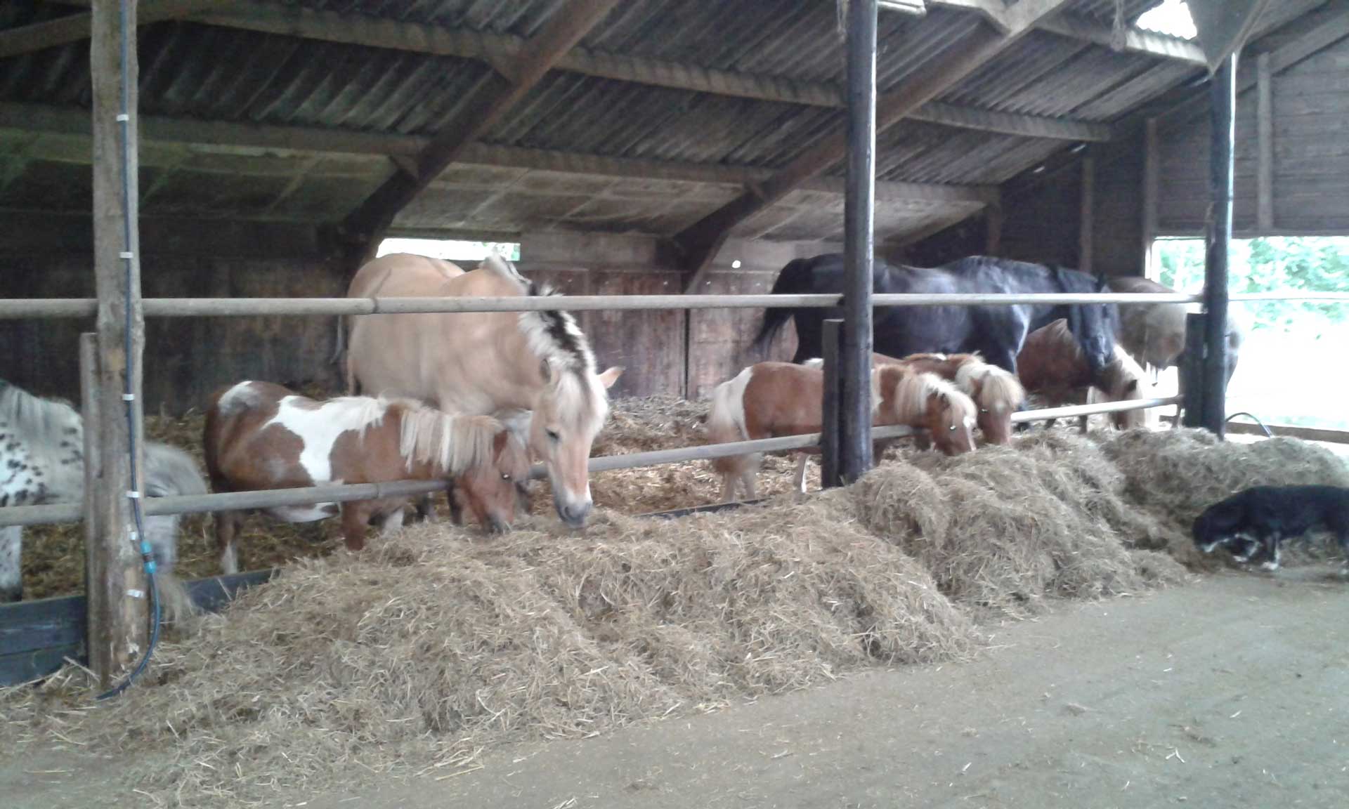 Stalling voor paarden en pony's - Paardenrusthuis "De Kuzemer"